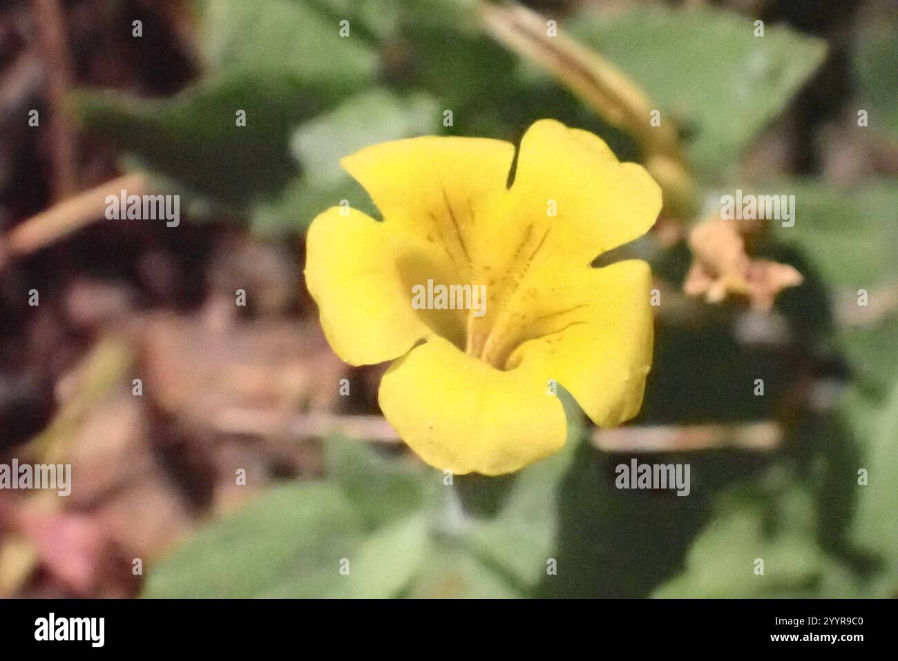 musk monkeyflower (Erythranthe moschata Stock Photo - Alamy