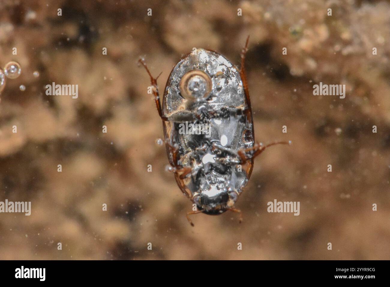 Hydroporus hi-res stock photography and images - Alamy