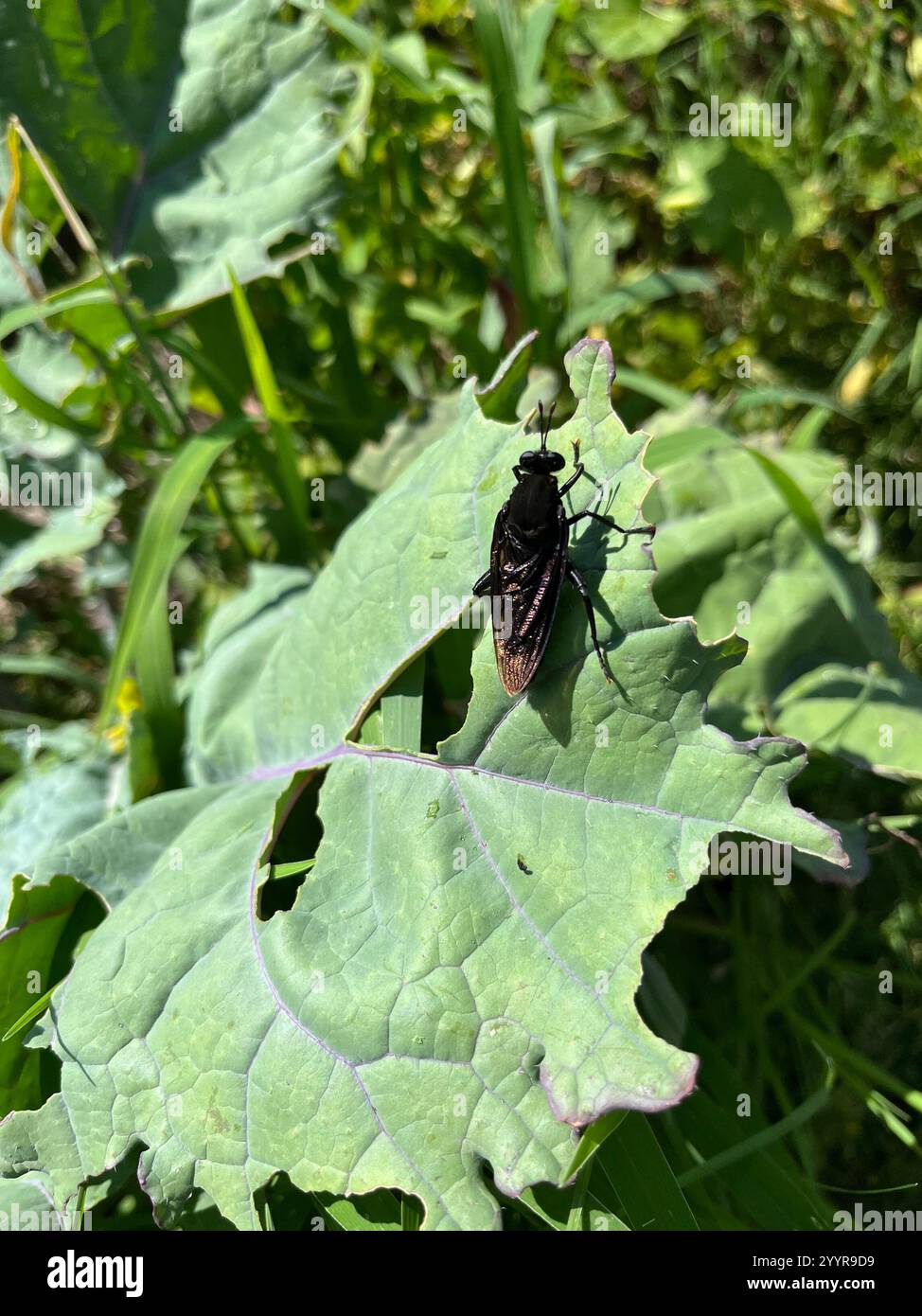 Clubbed mydas fly hi-res stock photography and images - Alamy