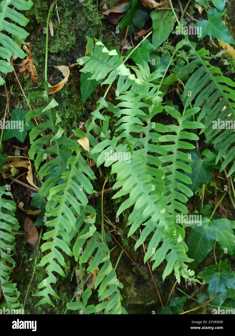 common polypody (Polypodium vulgare Stock Photo - Alamy