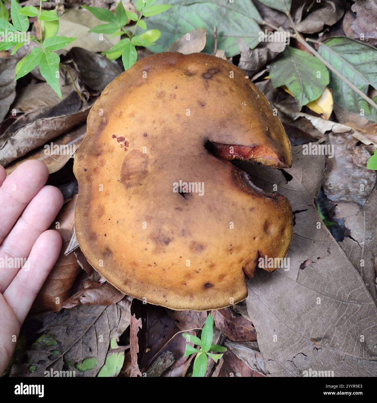 boletes and allies (Boletales Stock Photo - Alamy