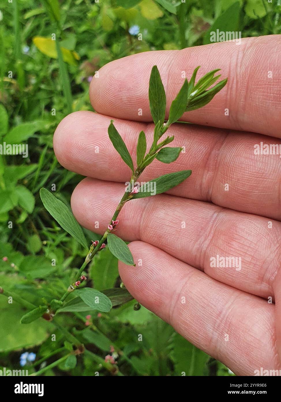 Prostrate Knotweed (Polygonum aviculare Stock Photo - Alamy