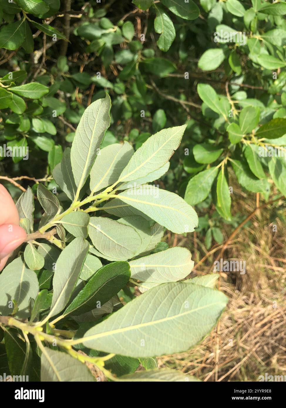 Rusty Willow (Salix atrocinerea Stock Photo - Alamy