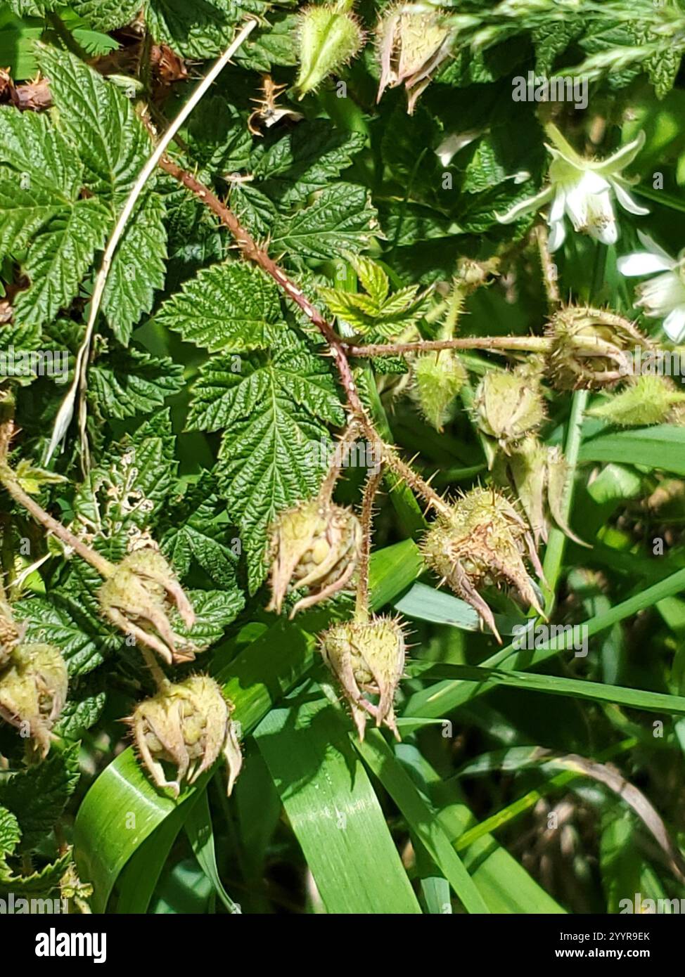 red raspberry (Rubus idaeus Stock Photo - Alamy