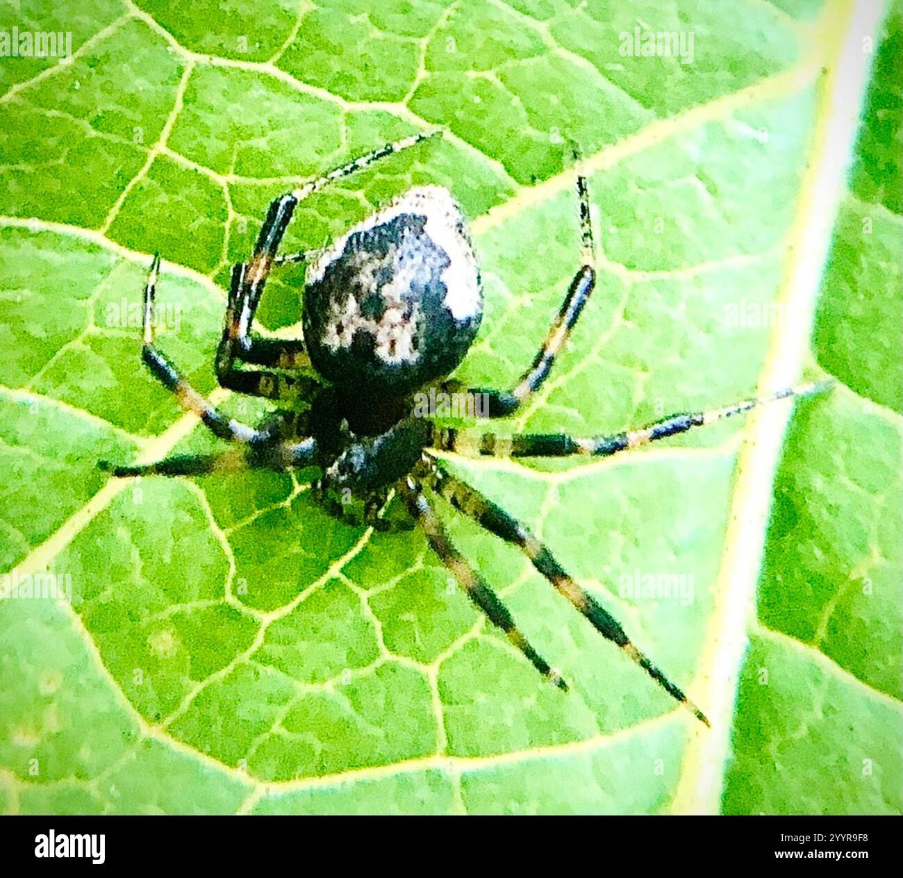 Ant-eating Spiders (Euryopis Stock Photo - Alamy
