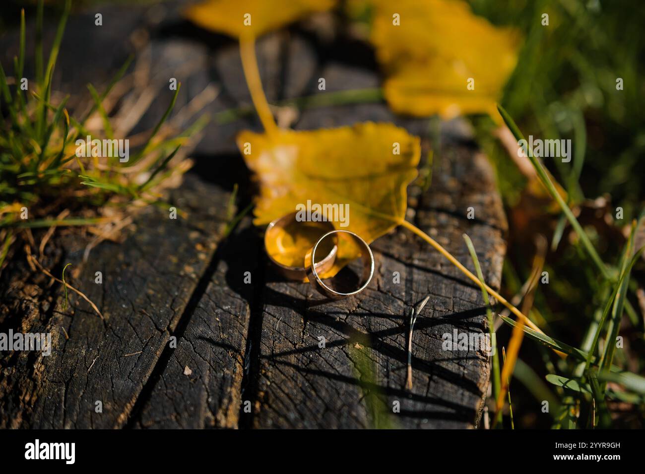 Elegant Wedding Rings on Earthy Background with Autumn Leaves Stock ...