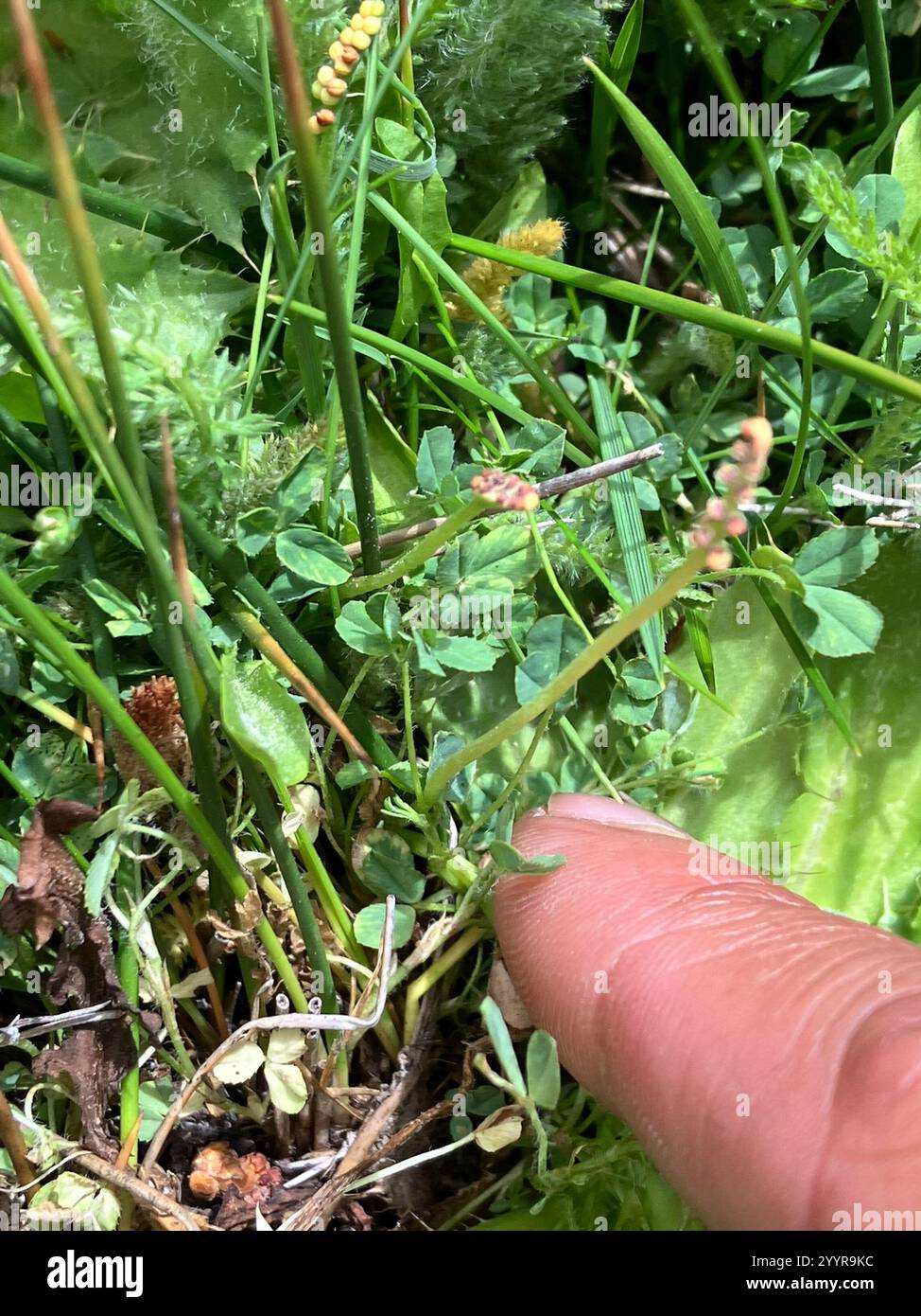 little grapefern (Botrychium simplex Stock Photo - Alamy