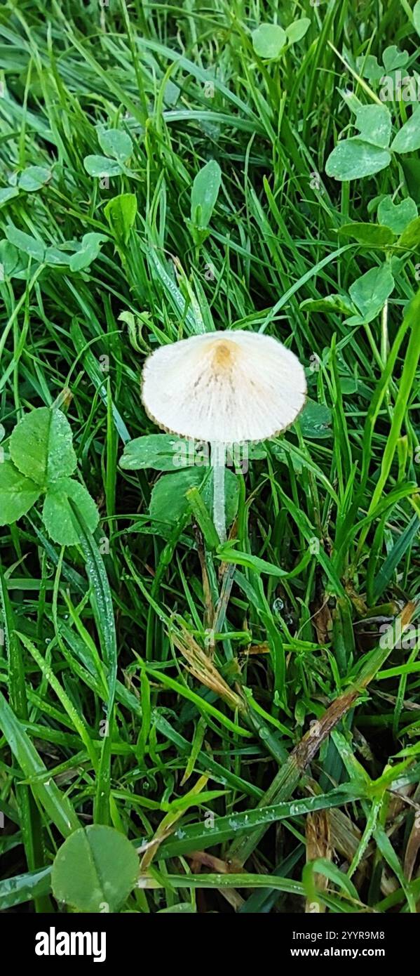 milky conecap (Conocybe apala Stock Photo - Alamy