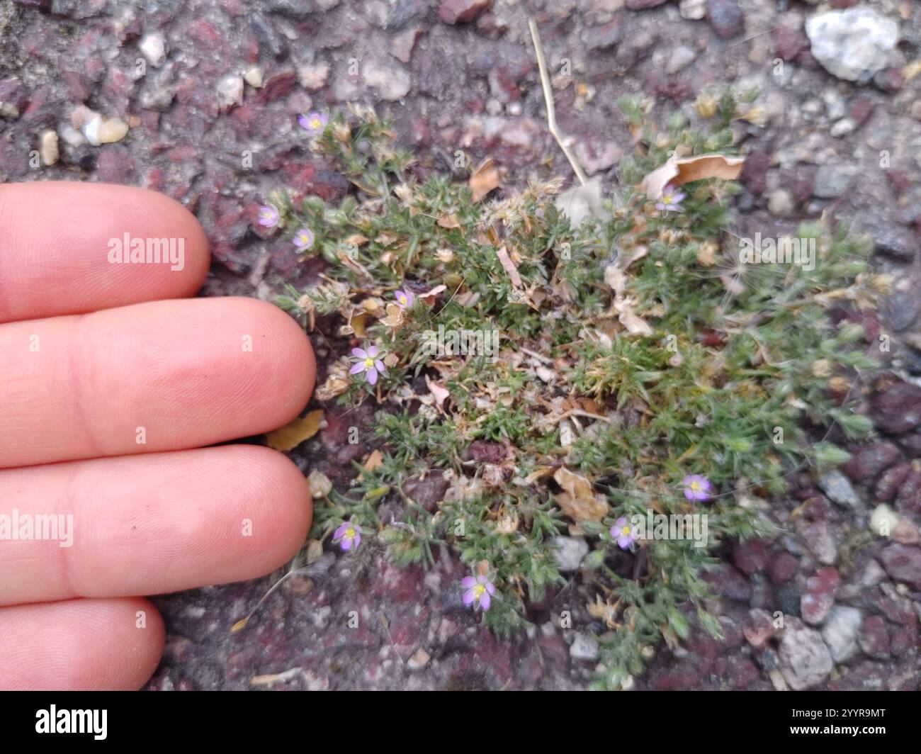 Red Sand Spurrey (Spergularia rubra Stock Photo - Alamy