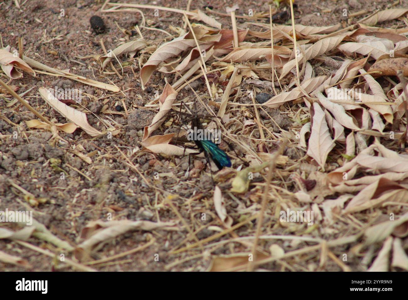 Old and New World Tarantula-hawk Wasps (Hemipepsis Stock Photo - Alamy