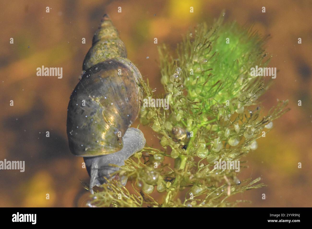Great Pond Snail (Lymnaea stagnalis Stock Photo - Alamy