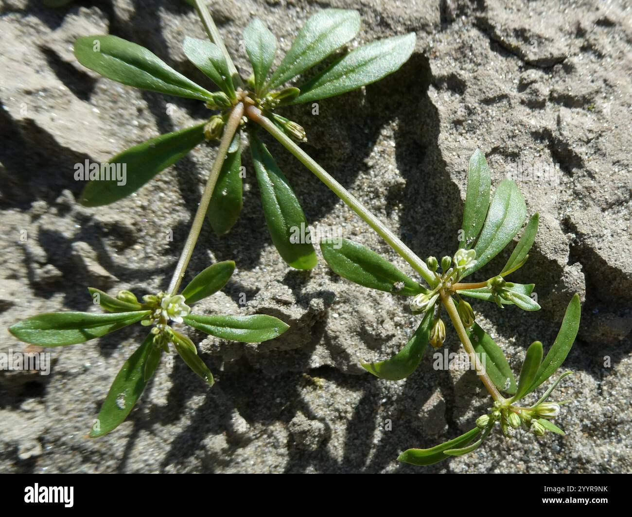 Mollugo verticillata hi-res stock photography and images - Alamy