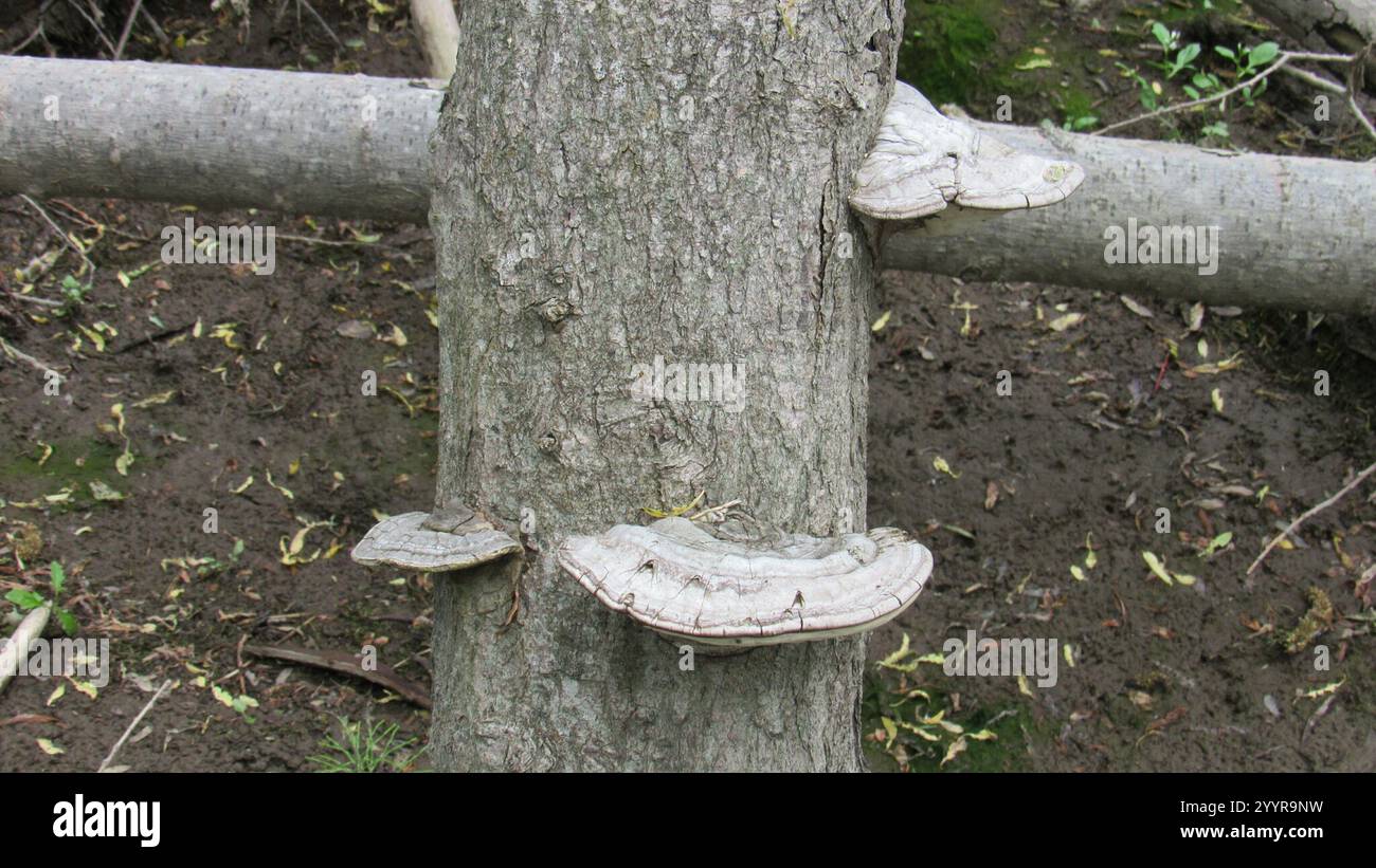 Hoof Fungus (Fomes fomentarius Stock Photo - Alamy