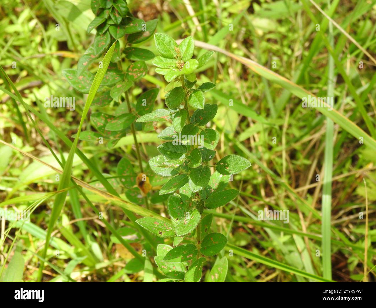 Tick clover hi-res stock photography and images - Alamy