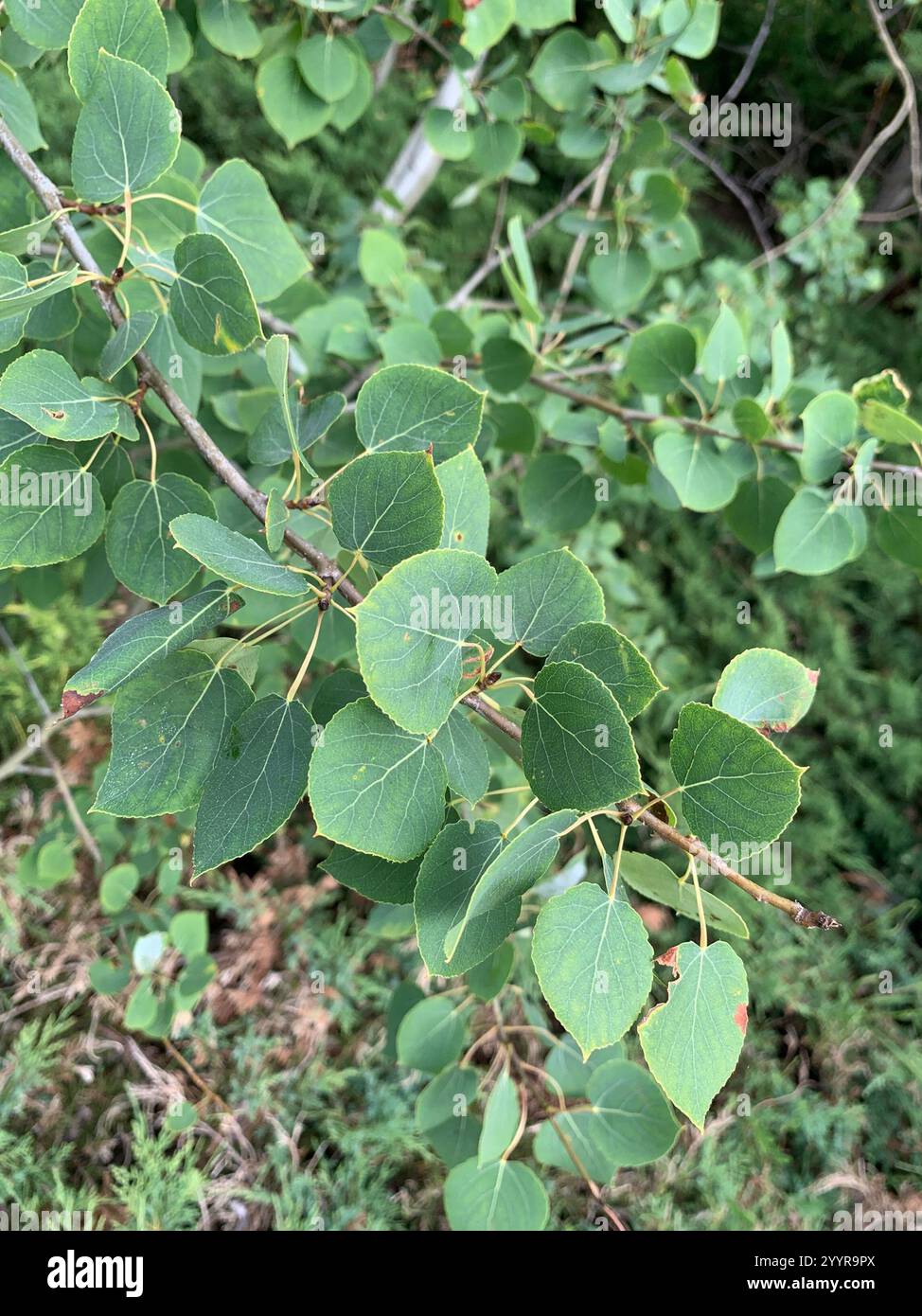 quaking aspen (Populus tremuloides Stock Photo - Alamy