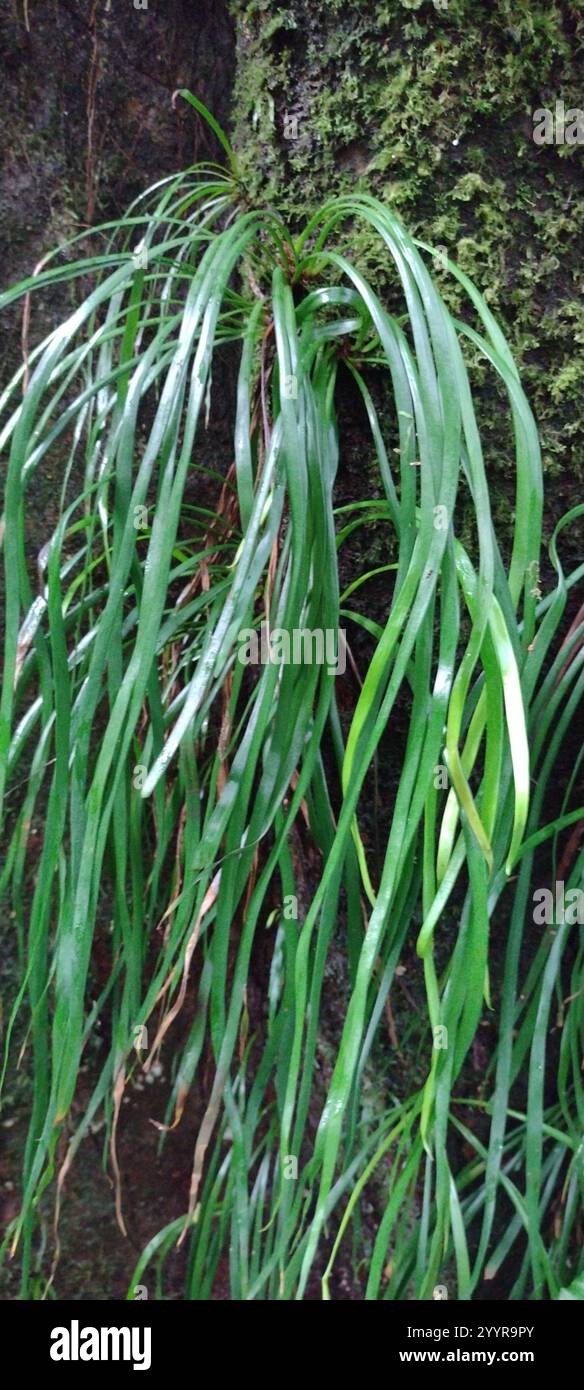 Haplopteris elongata hi-res stock photography and images - Alamy