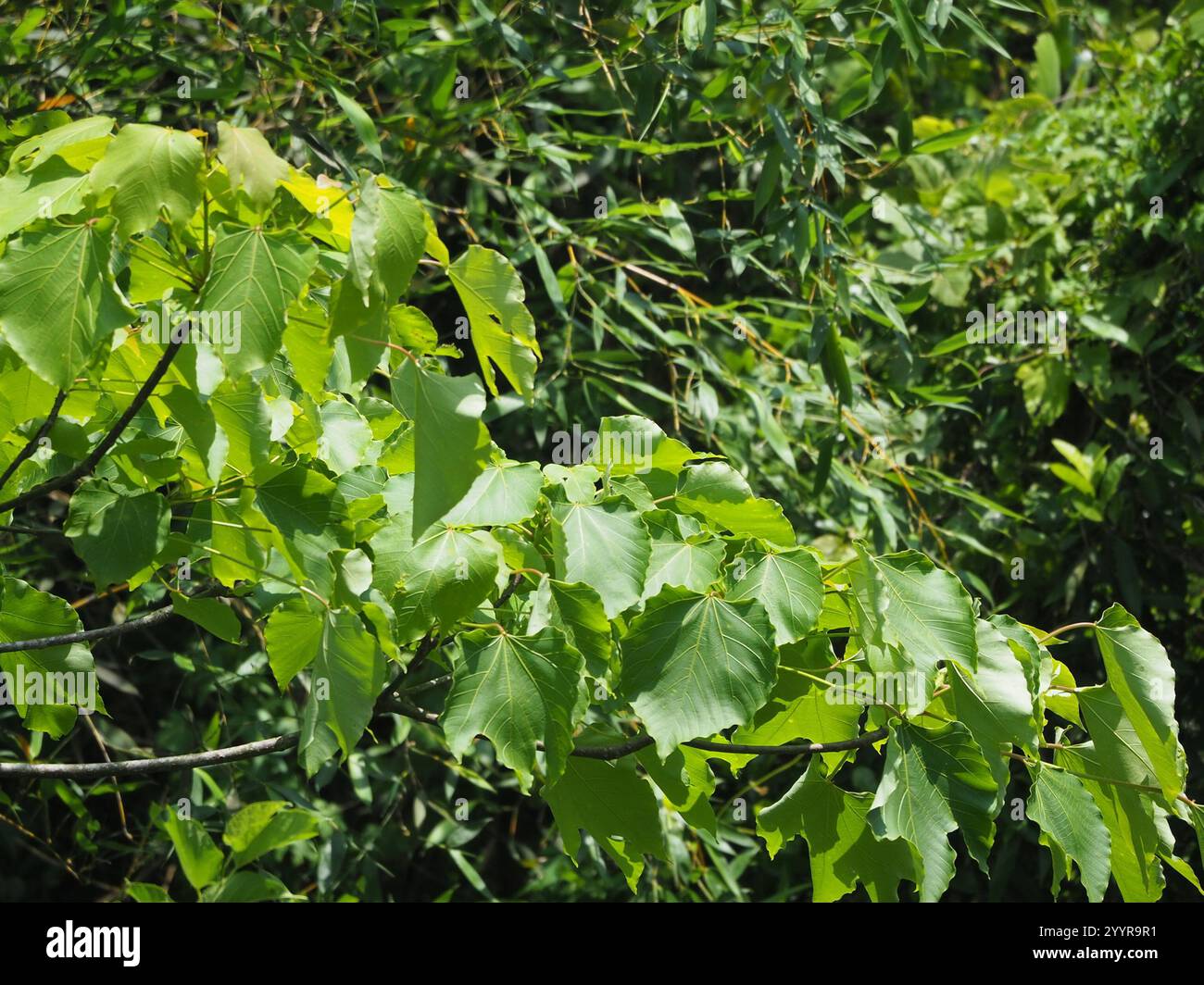 mu oil tree (Vernicia montana Stock Photo - Alamy