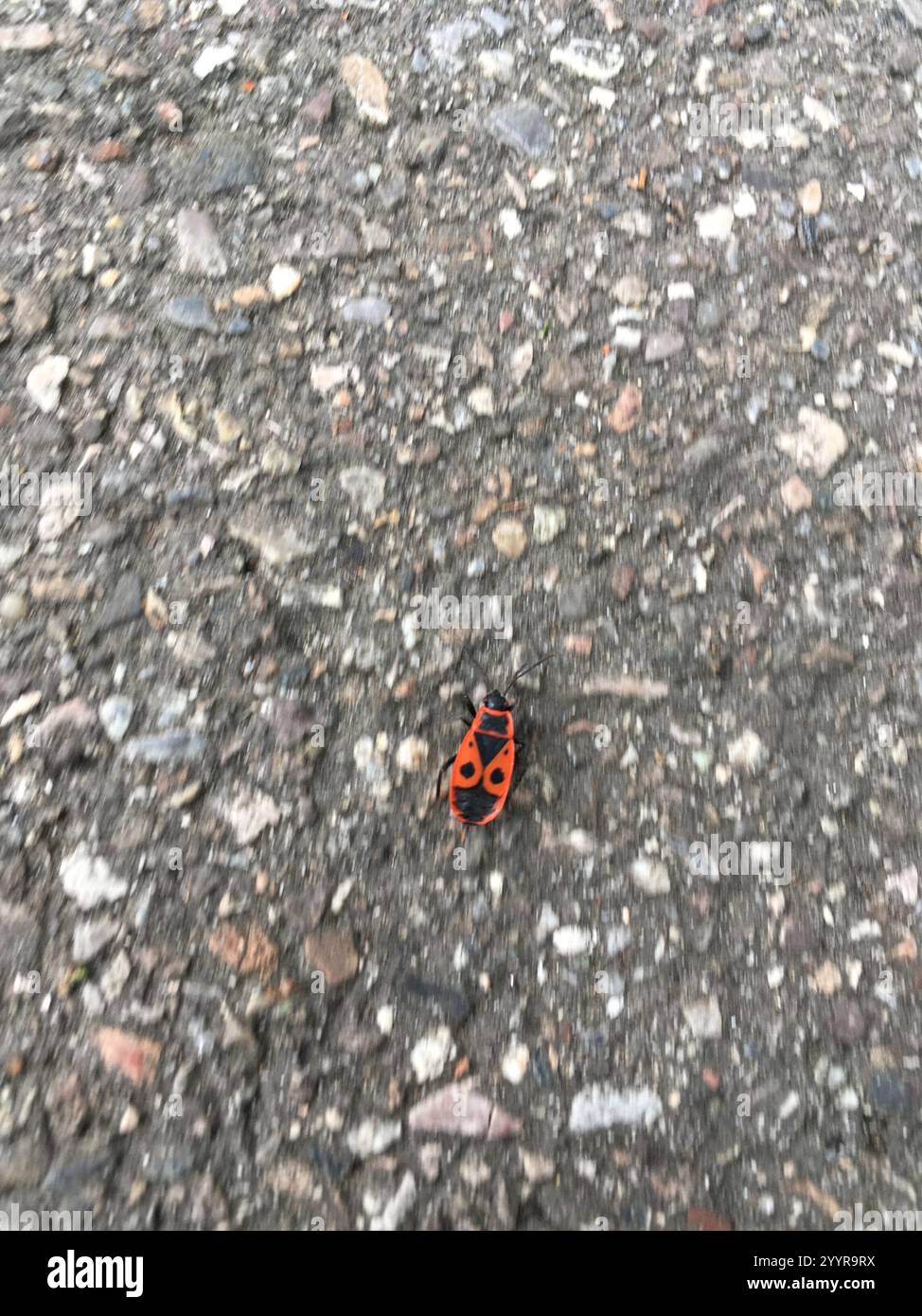 European Firebug (Pyrrhocoris apterus Stock Photo - Alamy