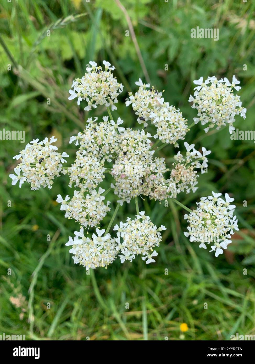 carrot family (Apiaceae Stock Photo - Alamy