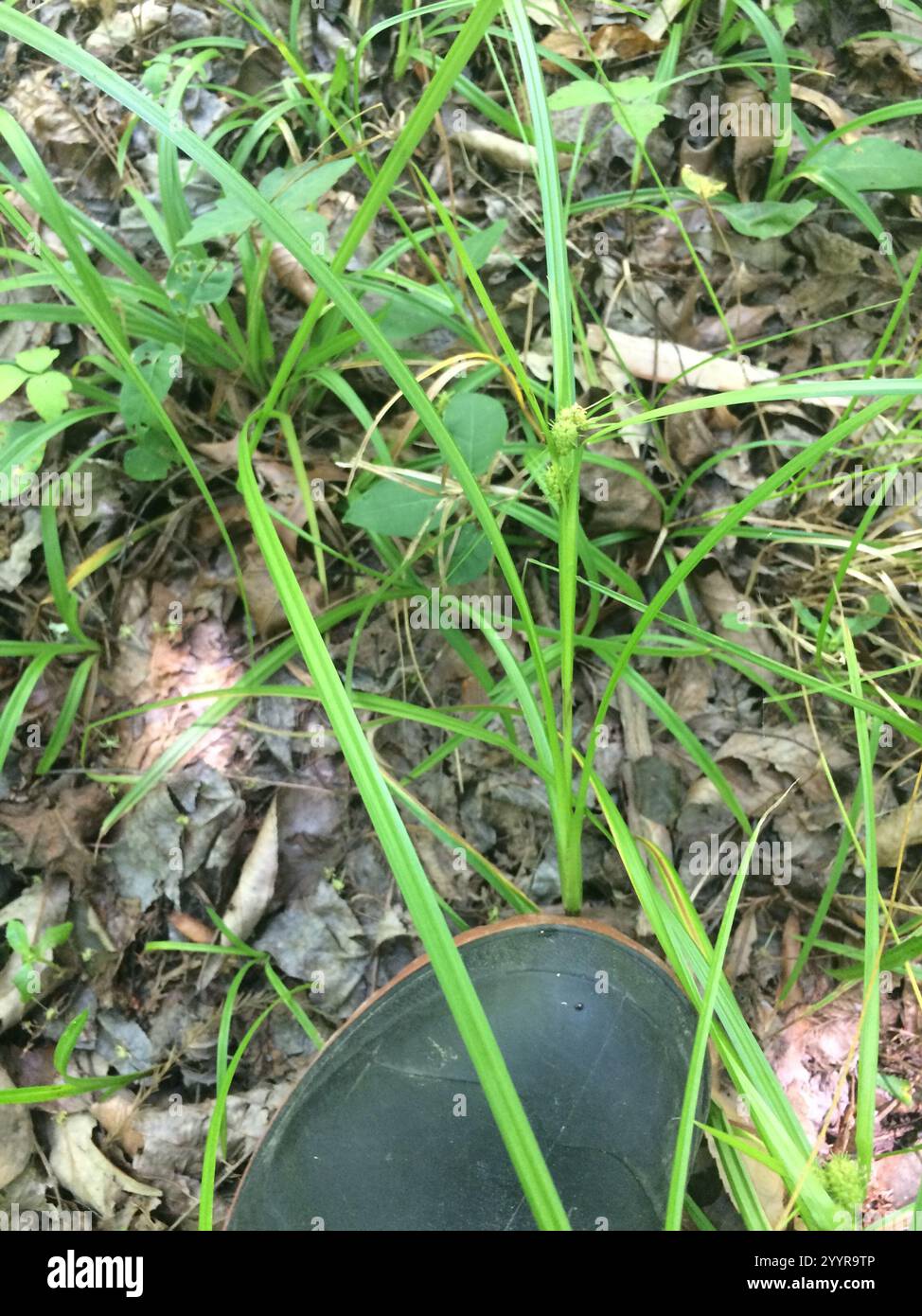 golden cattail sedge (Carex aureolensis Stock Photo - Alamy