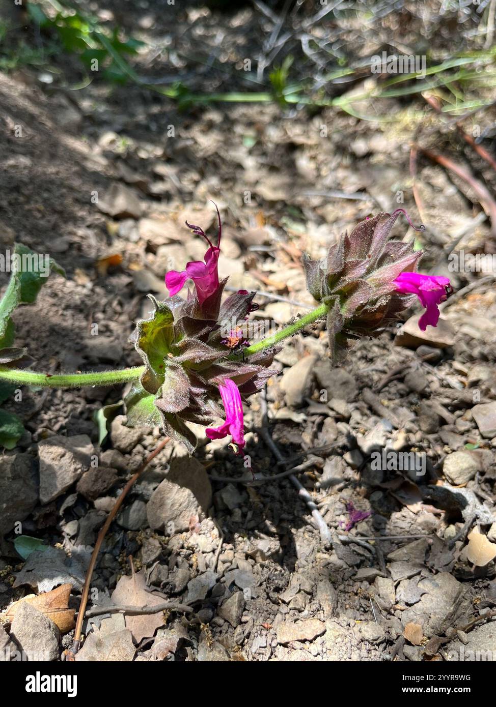 Hummingbird Sage (Salvia spathacea Stock Photo - Alamy