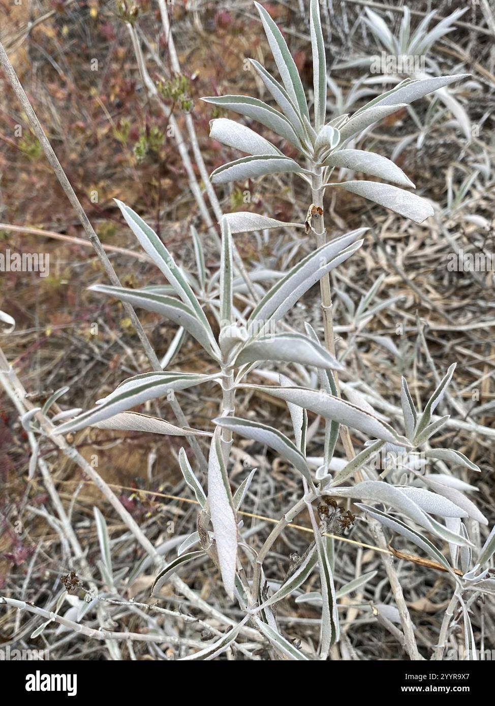 white sage (Salvia apiana Stock Photo - Alamy