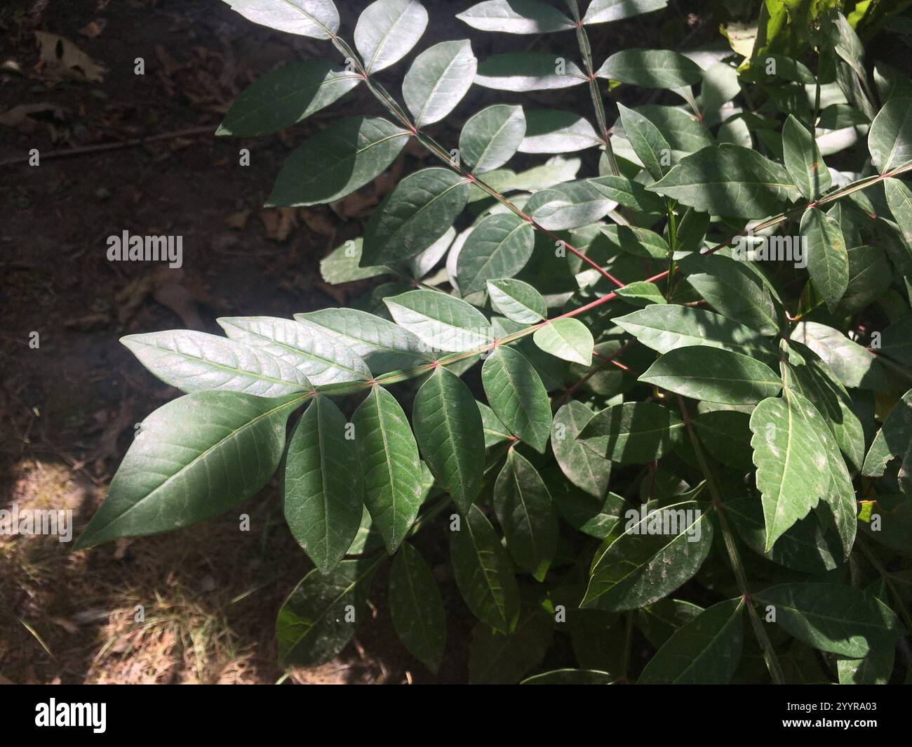 shining sumac (Rhus copallinum Stock Photo - Alamy