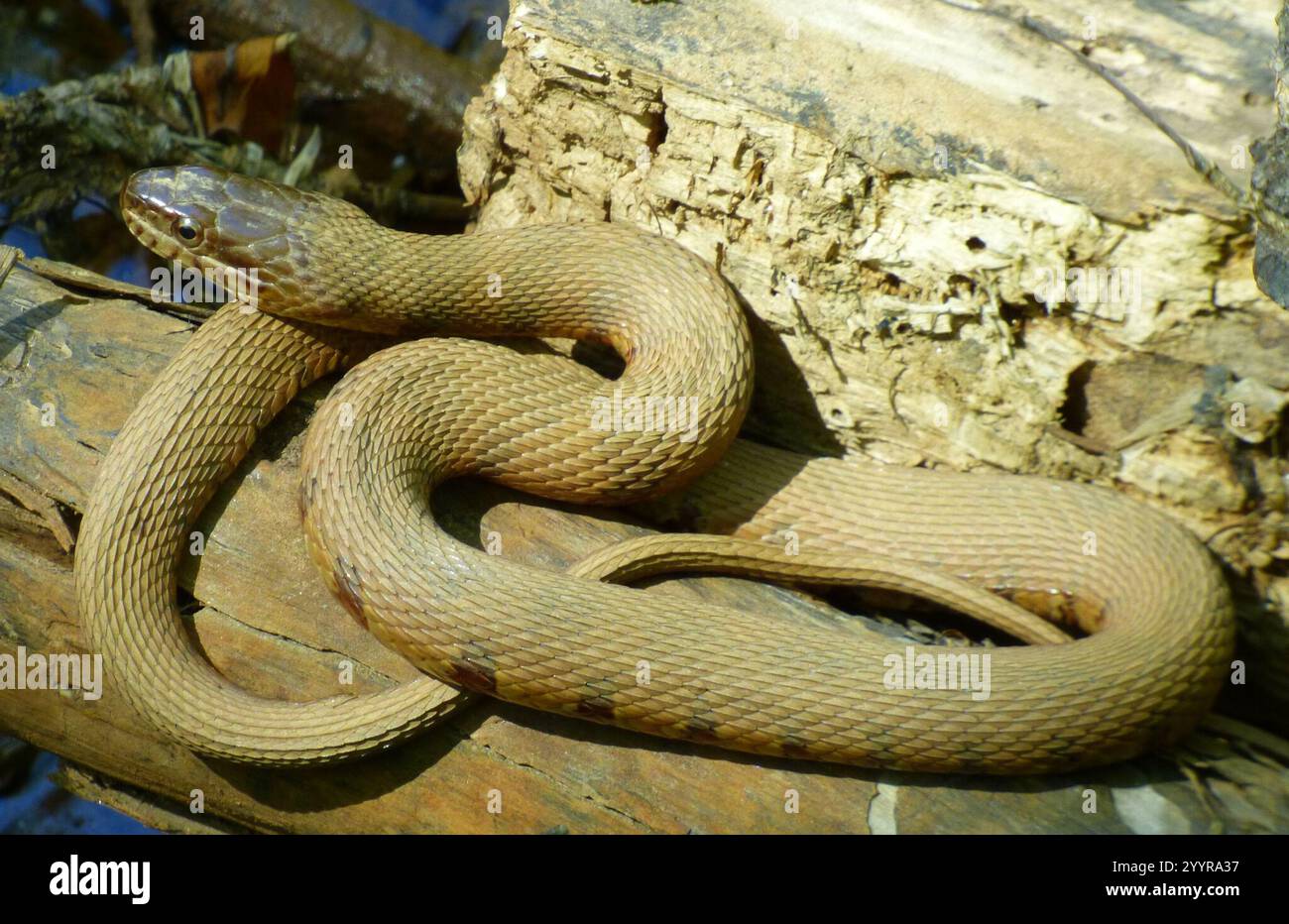 Common Watersnake (Nerodia sipedon Stock Photo - Alamy