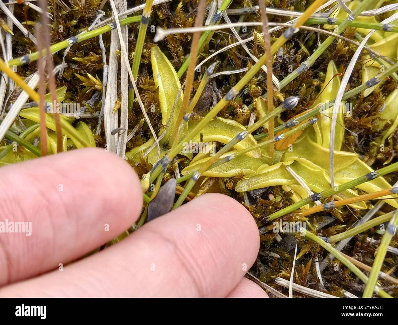 Common Butterwort (Pinguicula vulgaris Stock Photo - Alamy