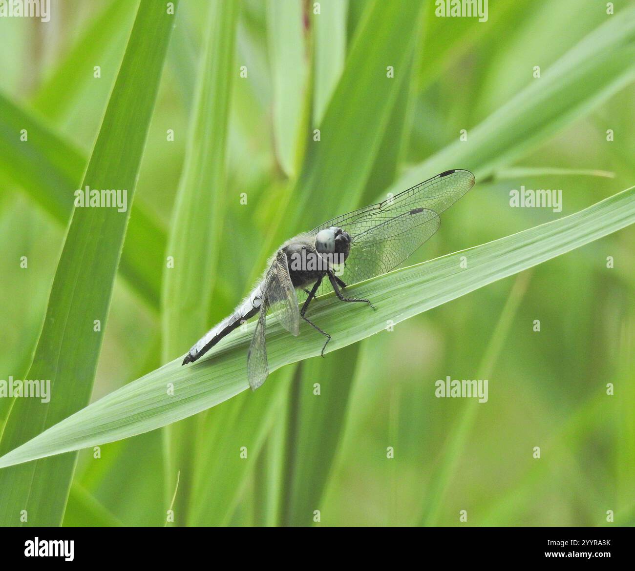 Scarce Chaser (Libellula fulva Stock Photo - Alamy