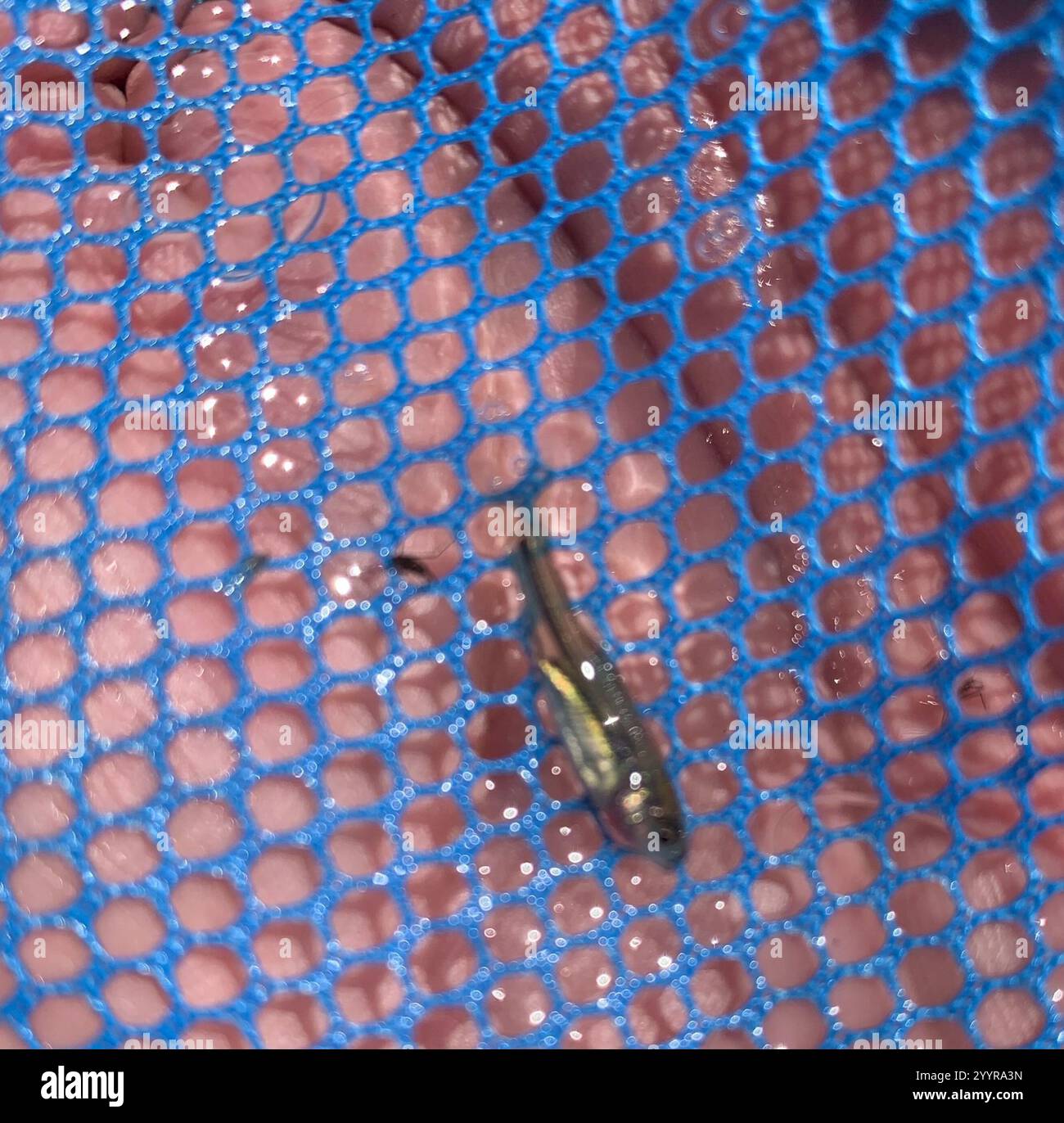Fathead Minnow (Pimephales promelas Stock Photo - Alamy