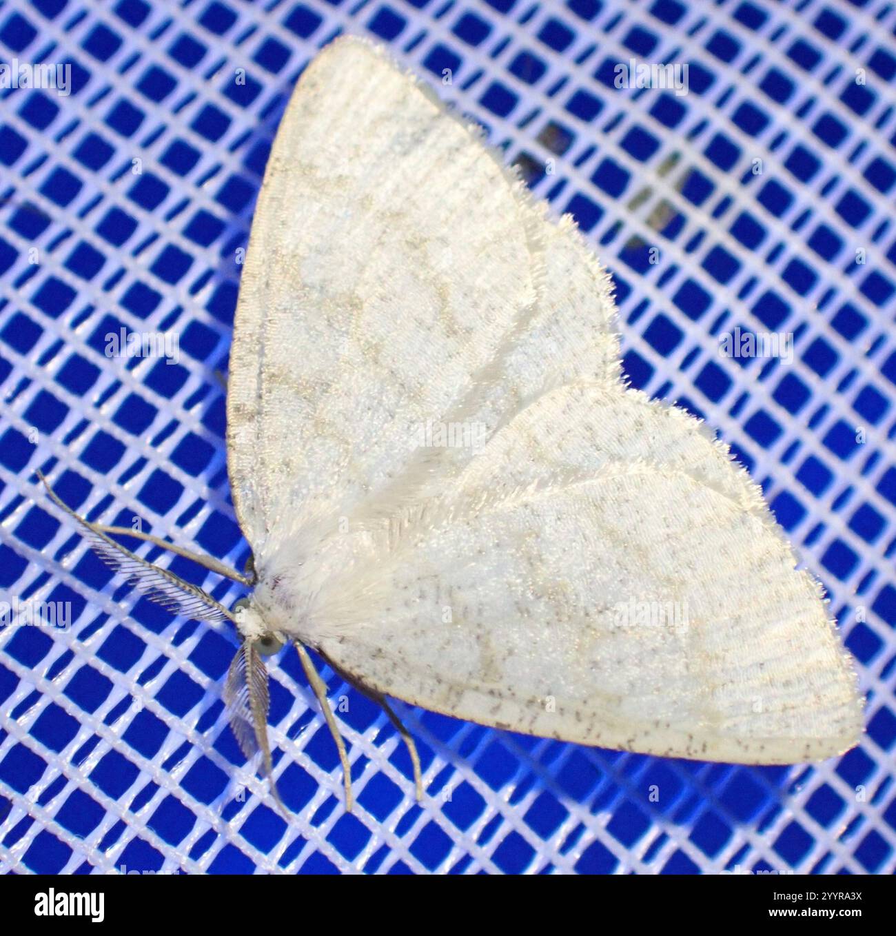 Cabera exanthemata hi-res stock photography and images - Alamy