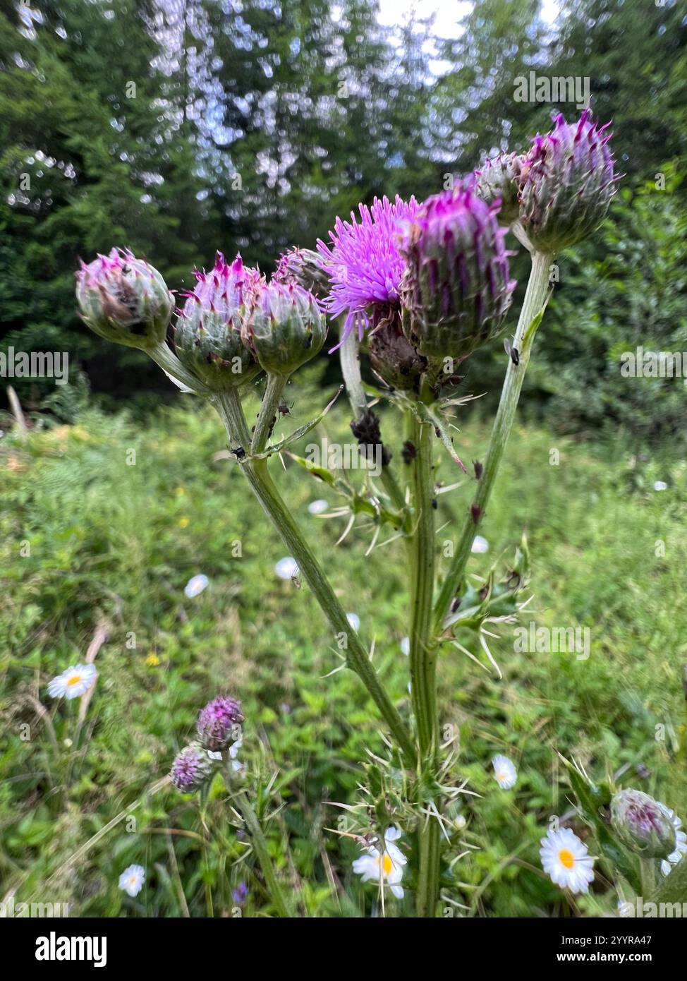 Aphidinae hi-res stock photography and images - Alamy