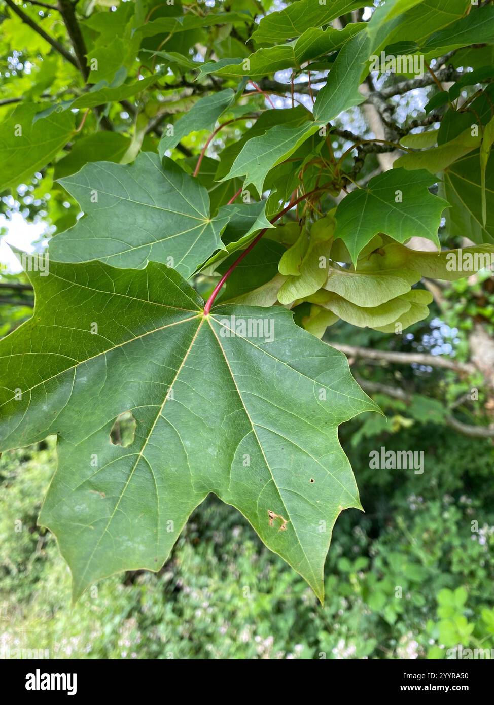 Norway maple (Acer platanoides Stock Photo - Alamy