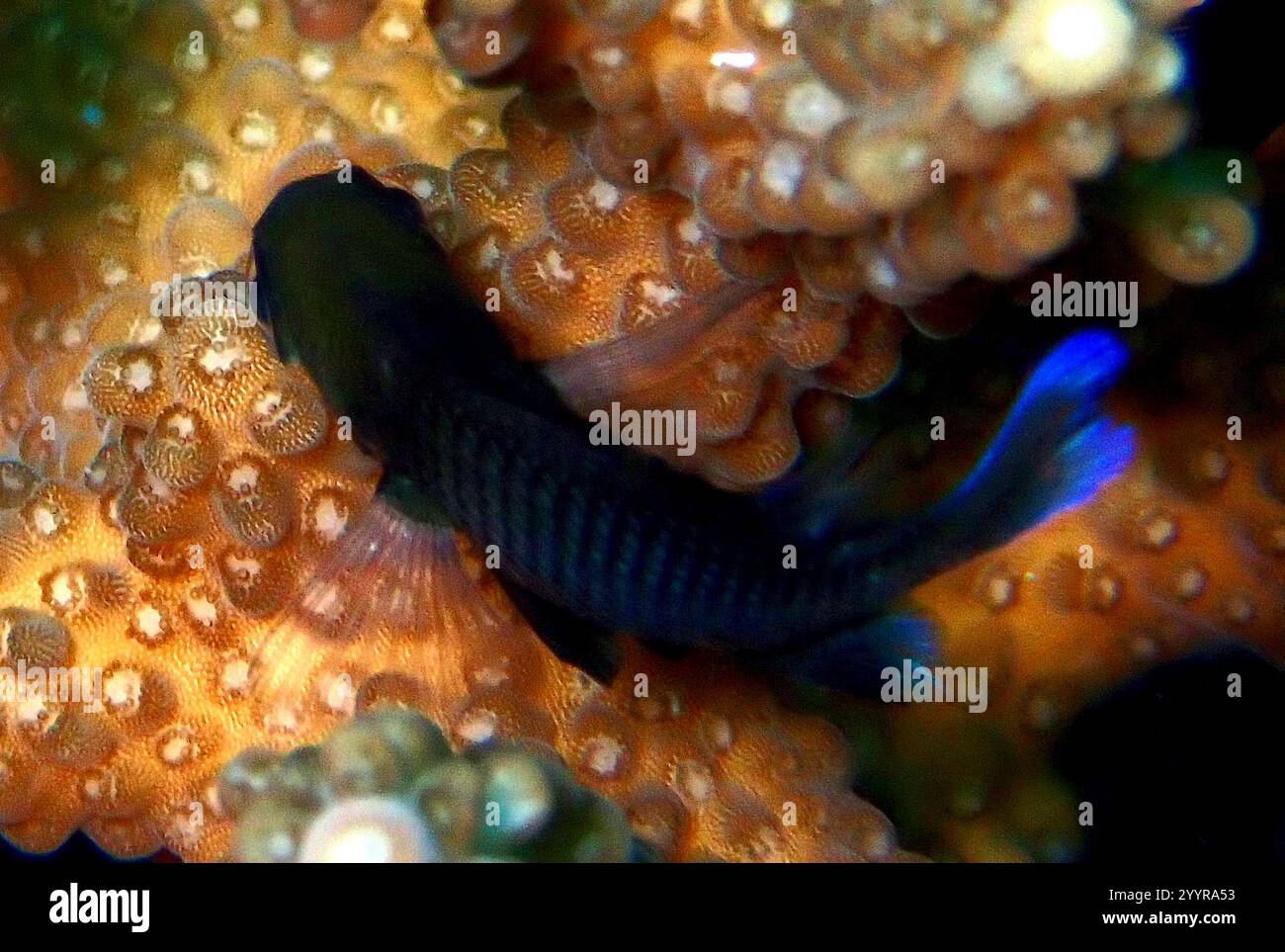 Reticulated Damselfish (Dascyllus reticulatus Stock Photo - Alamy