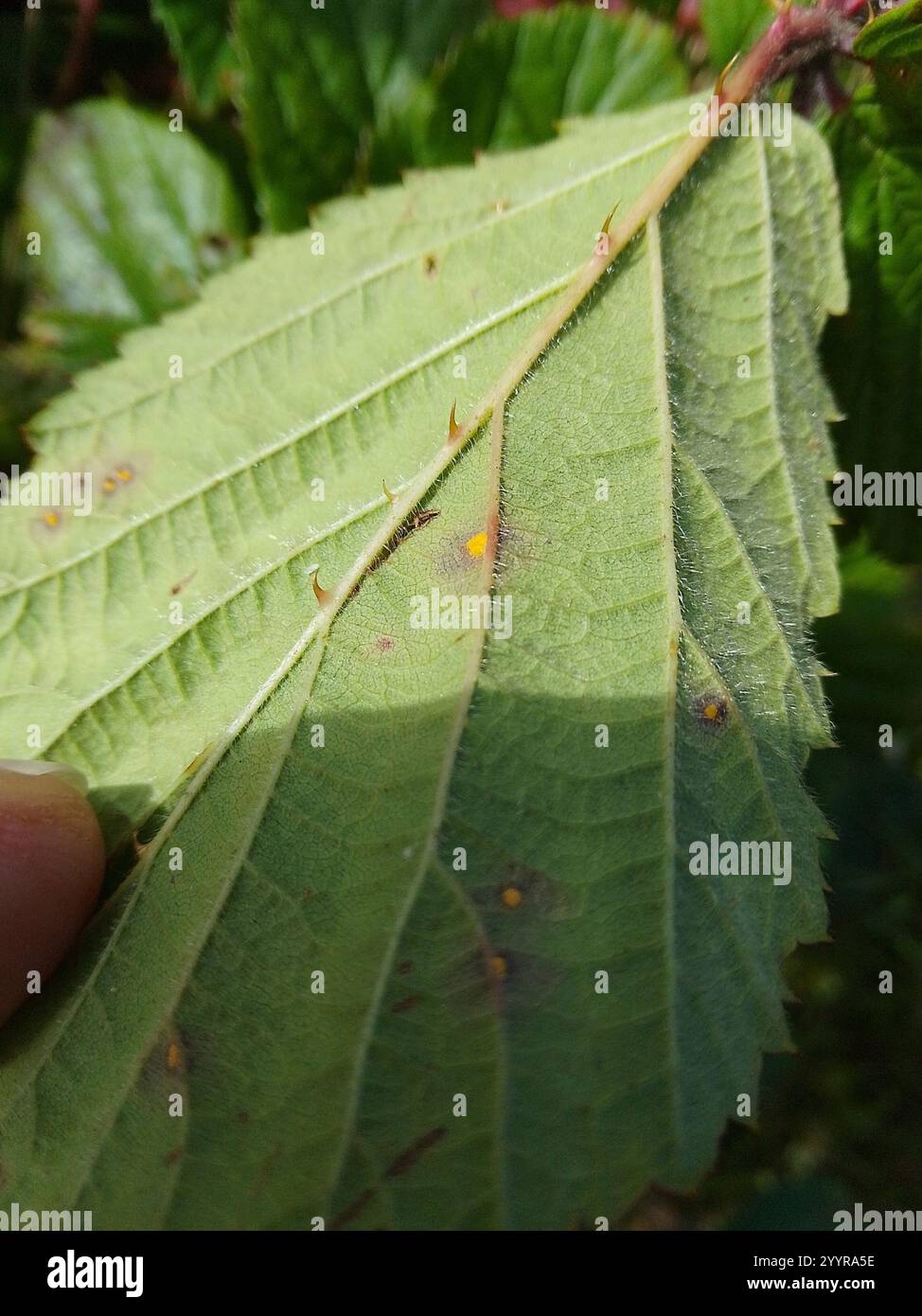 Rubus rust (Phragmidium violaceum Stock Photo - Alamy