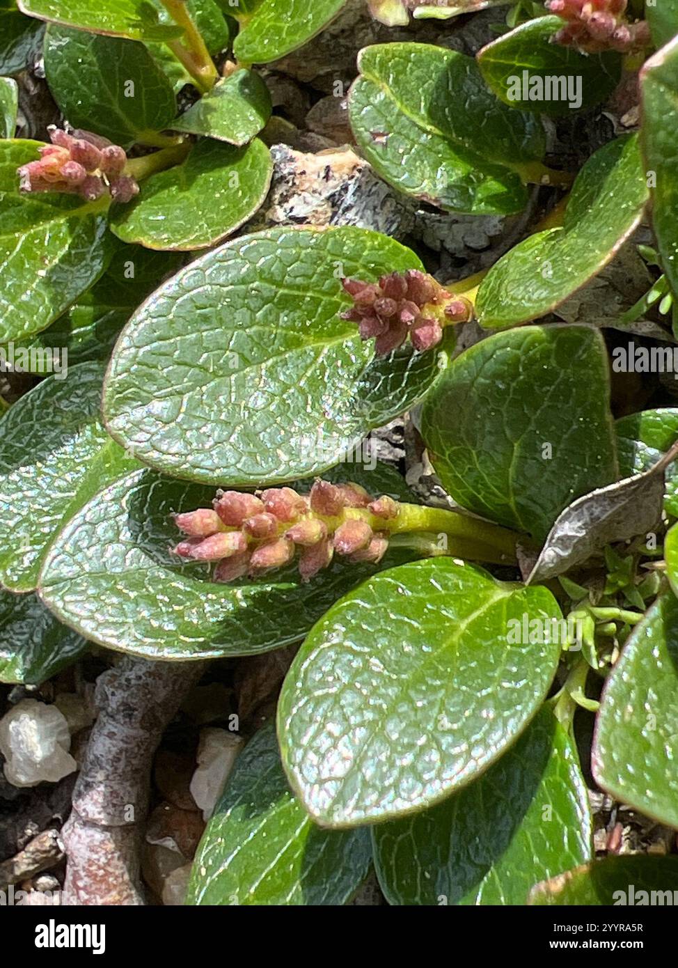 snow willow (Salix nivalis Stock Photo - Alamy