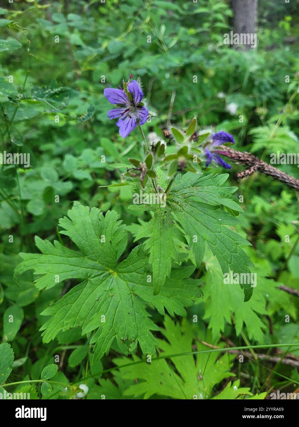 woolly cranesbill (Geranium erianthum Stock Photo - Alamy