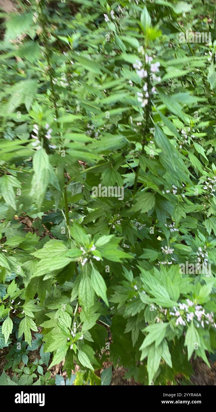 common motherwort (Leonurus cardiaca Stock Photo - Alamy