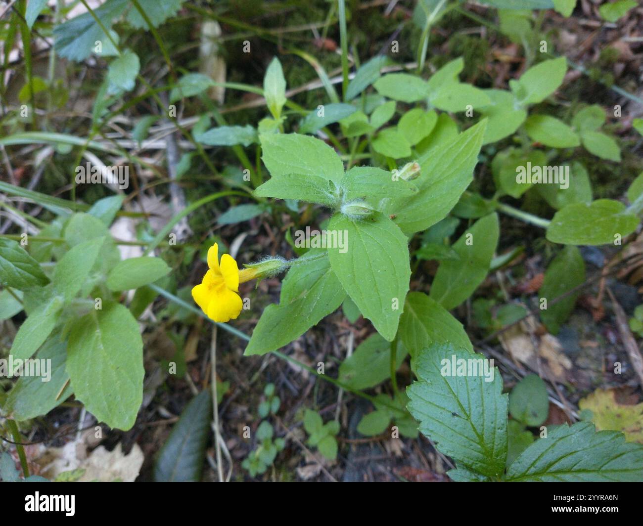 wing-leaf monkeyflower (Erythranthe ptilota Stock Photo - Alamy