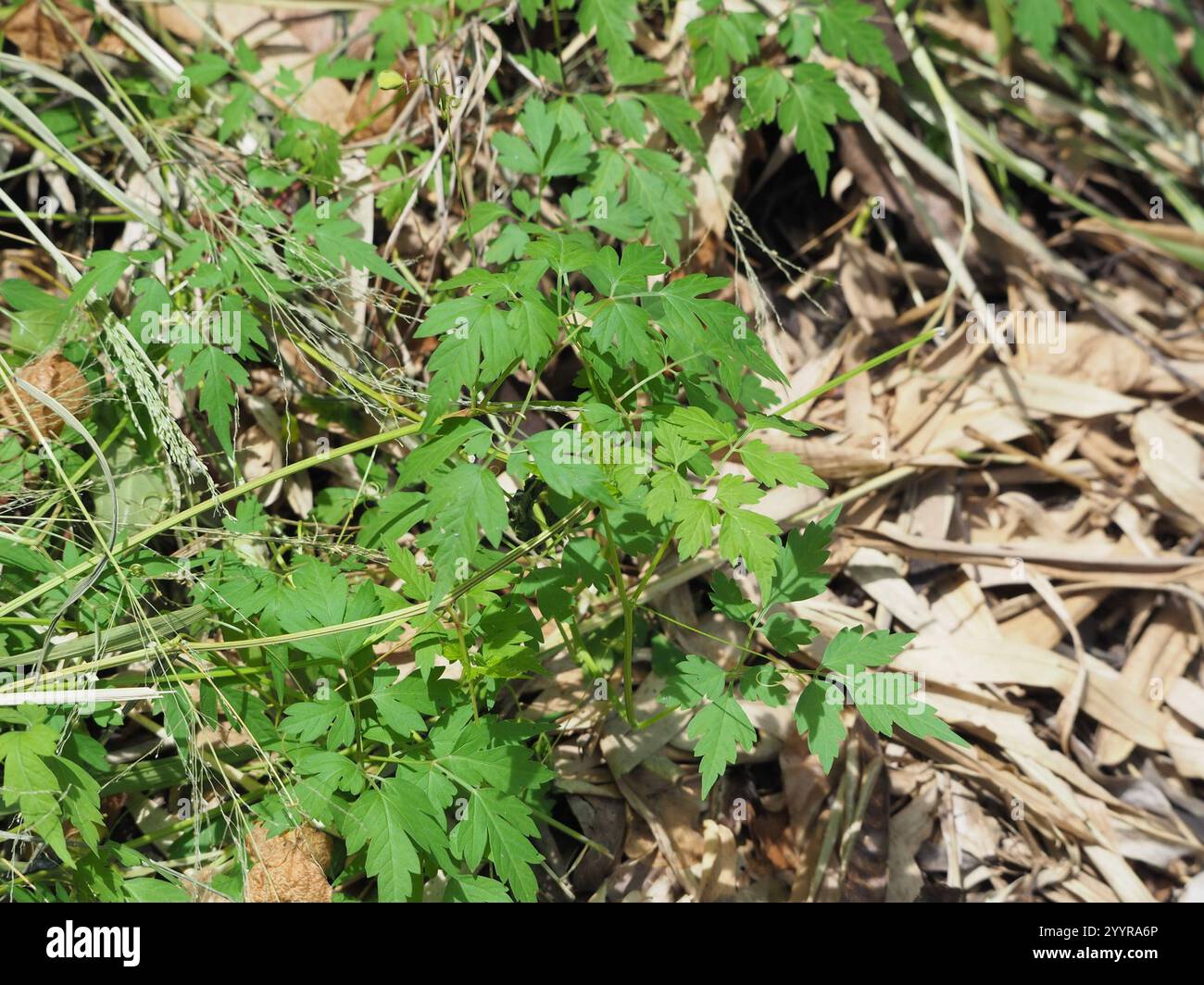 Lesser Balloon Vine (Cardiospermum halicacabum Stock Photo - Alamy