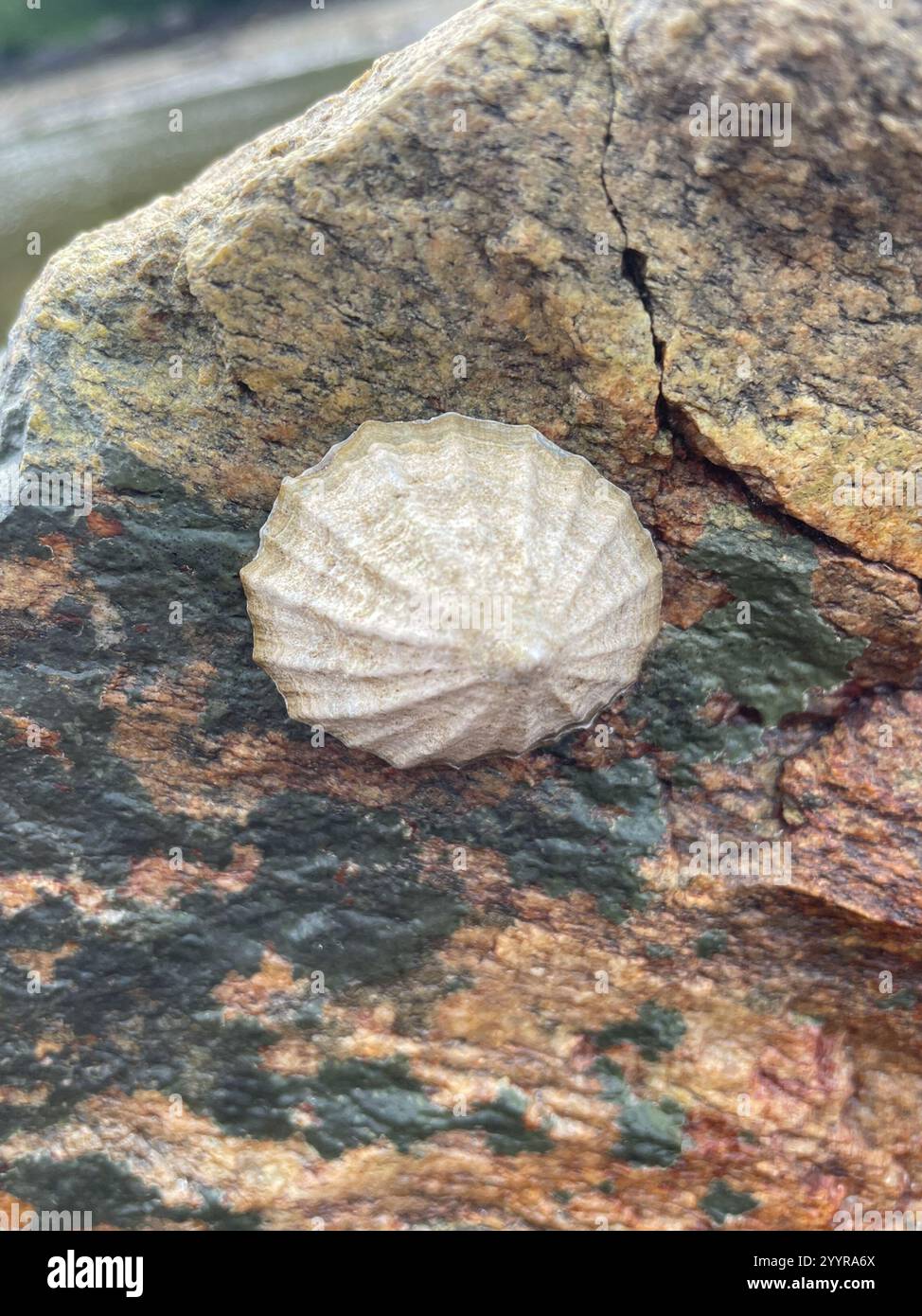 Common European Limpet (Patella vulgata Stock Photo - Alamy