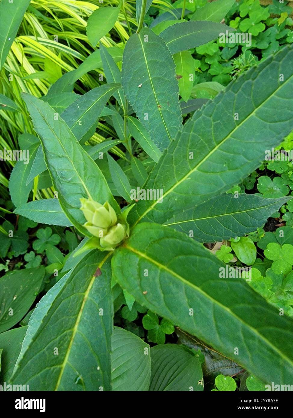 pink turtlehead (Chelone lyonii Stock Photo - Alamy