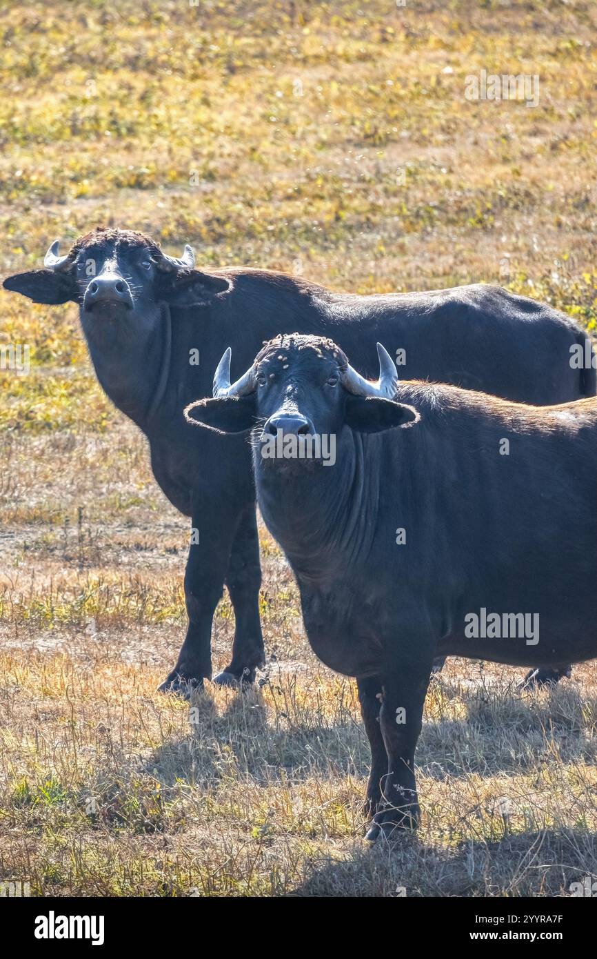 Large herd of domestic water buffalo of Kerkini lake National Park ...