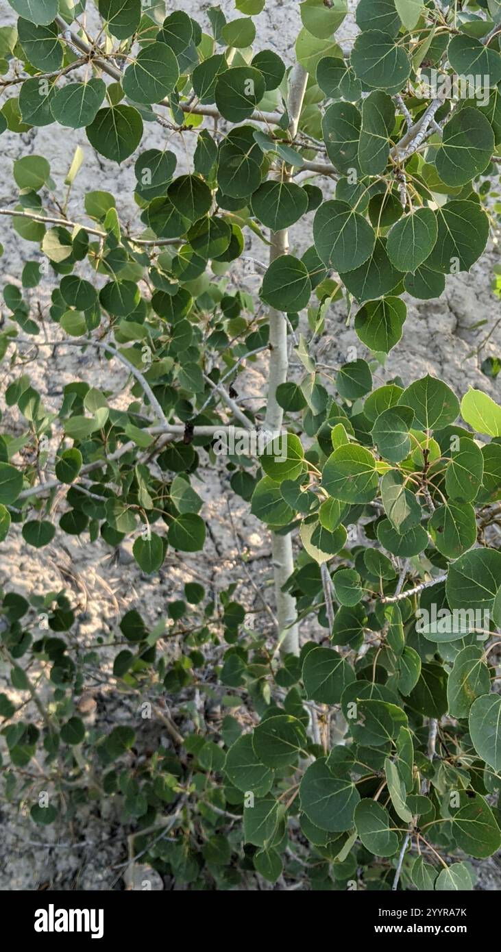 quaking aspen (Populus tremuloides Stock Photo - Alamy