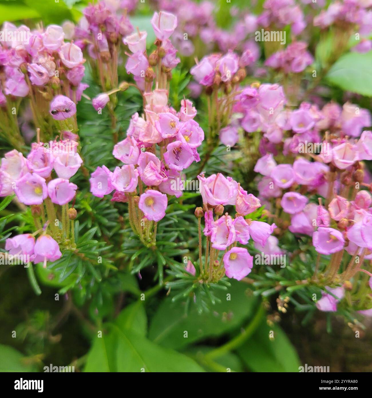 pink mountainheath (Phyllodoce empetriformis Stock Photo - Alamy
