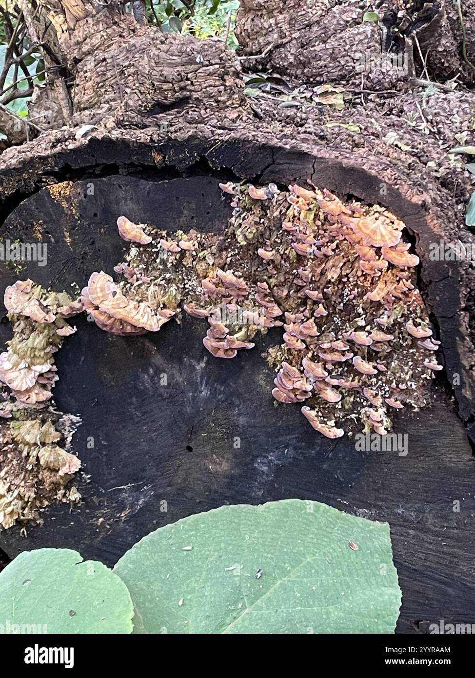violet-toothed polypore (Trichaptum biforme Stock Photo - Alamy