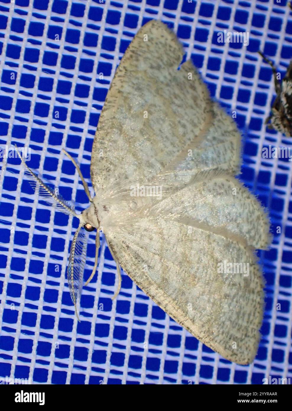 Northern Wave Moth (Cabera exanthemata Stock Photo - Alamy