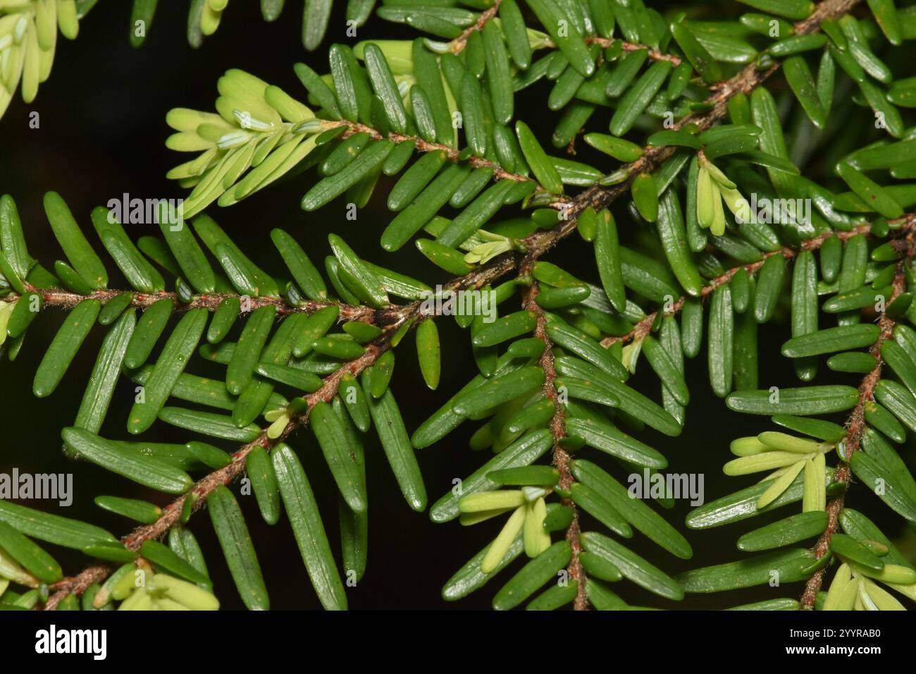 western hemlock (Tsuga heterophylla Stock Photo - Alamy