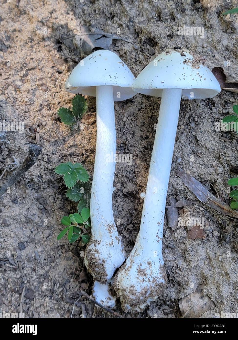 Eastern North American Destroying Angel (Amanita bisporigera Stock ...